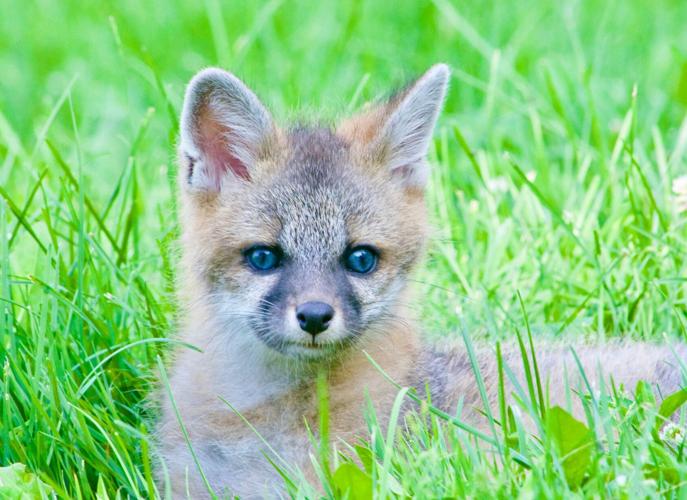 Steve Costello's Wildlife: Beyond cute | Weekend Magazine | timesargus.com