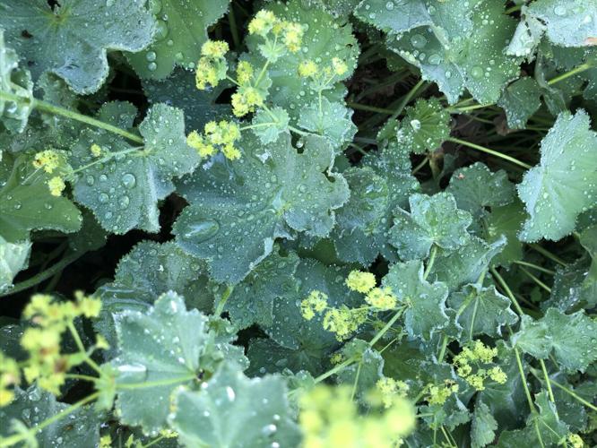 UVM Extension: Groundcovers as living mulch | Weekend Magazine ...
