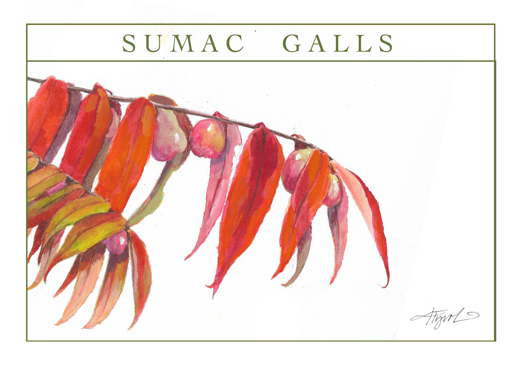 The Outside Story: Sumac galls, an ancient association | Weekend ...