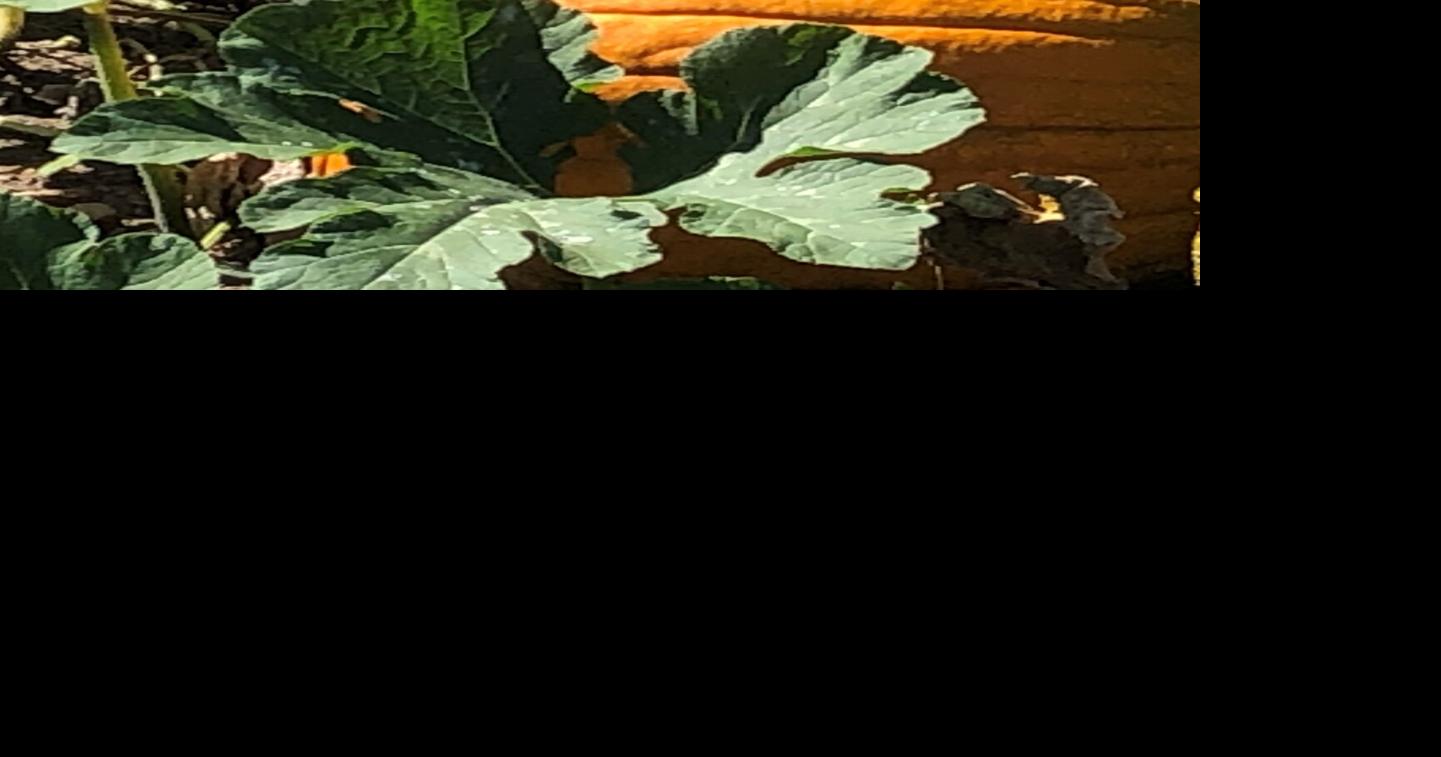UVM Extension: Pumpkin and squash harvest and storage | Weekend ...
