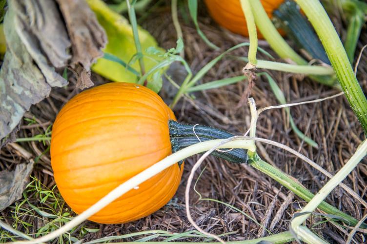 UVM Extension: Pumpkin and squash harvest and storage | Weekend ...