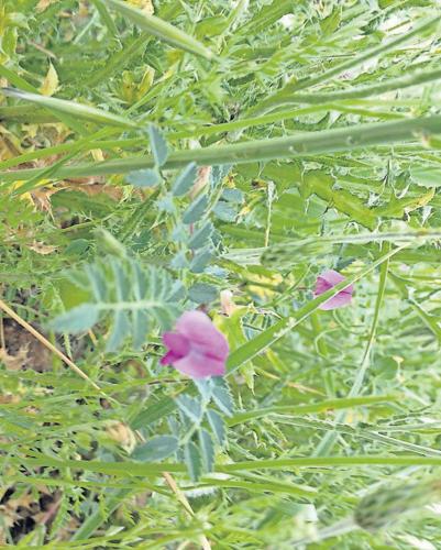 WORLD PEAS | | timesargus.com