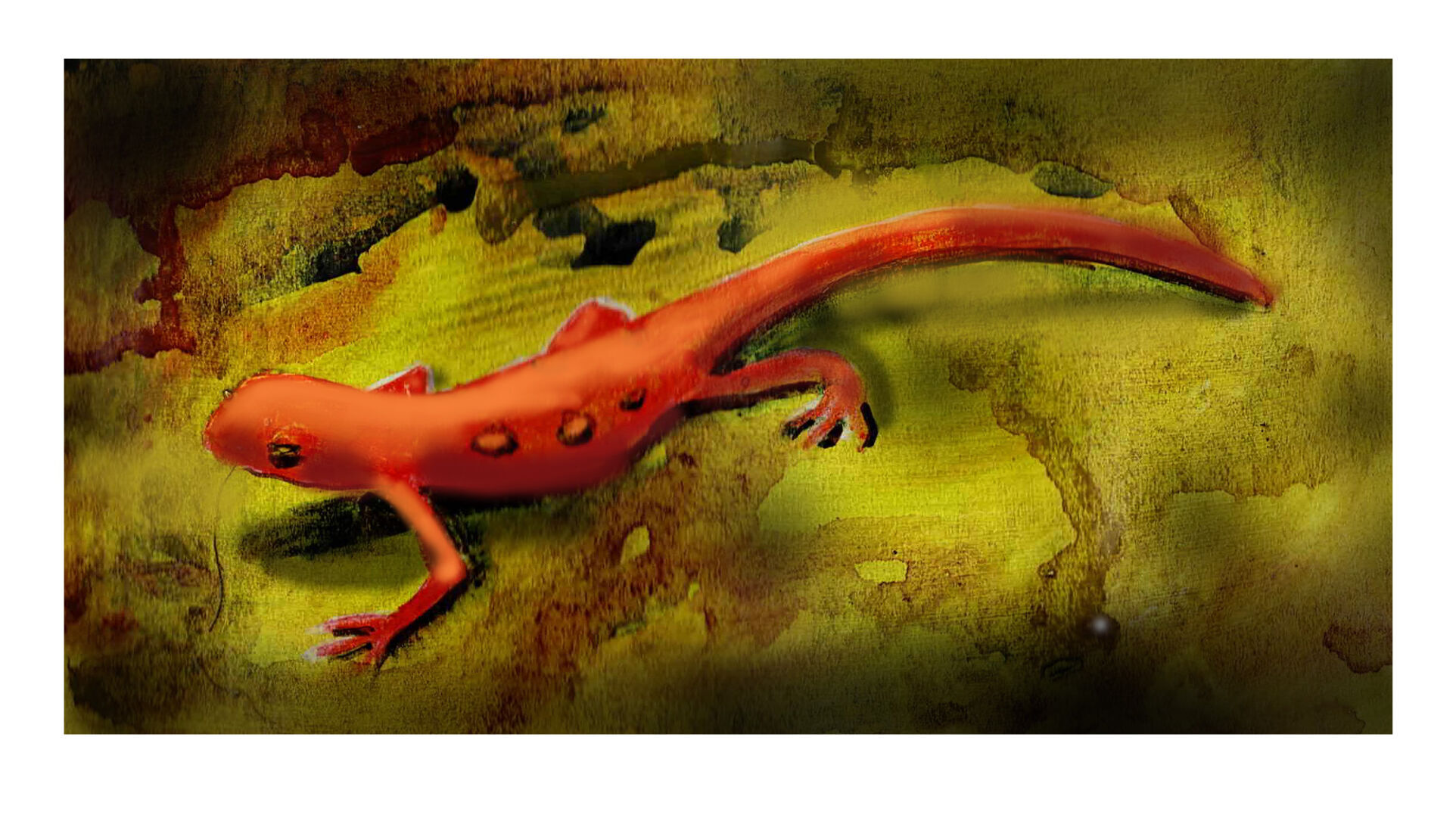 The Outside Story: Many lives of the eastern newt | Weekend Magazine ...