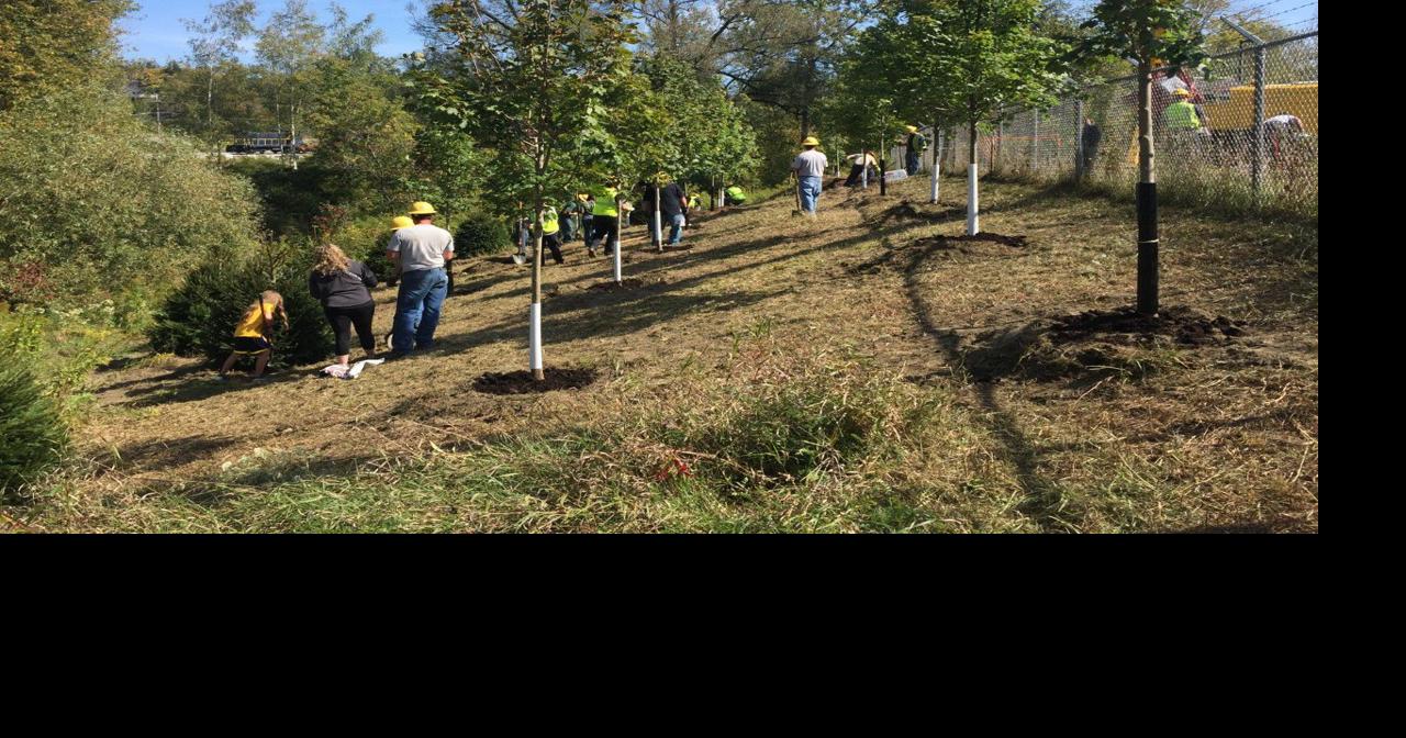 GMP gives Barre 40 trees as part of climate week | Local News ...