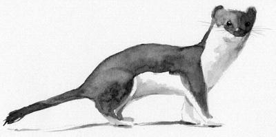 Weasels squeeze big heart into small package | Features | timesargus.com