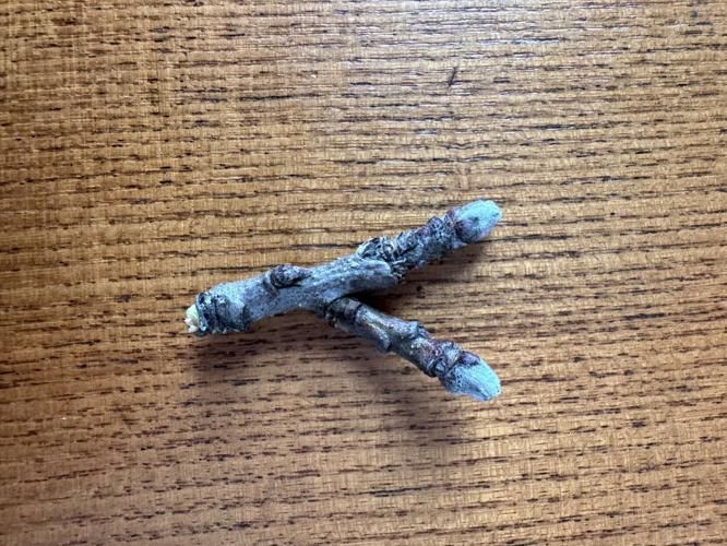 UVM Extension: Not too late to prune fruit trees | Weekend Magazine ...