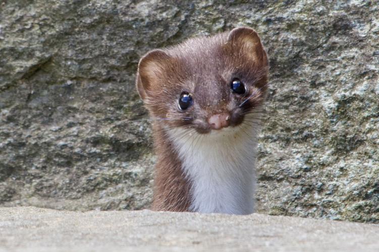 Steve Costello's Wildlife: Peek-a-boo! | Weekend Magazine | timesargus.com