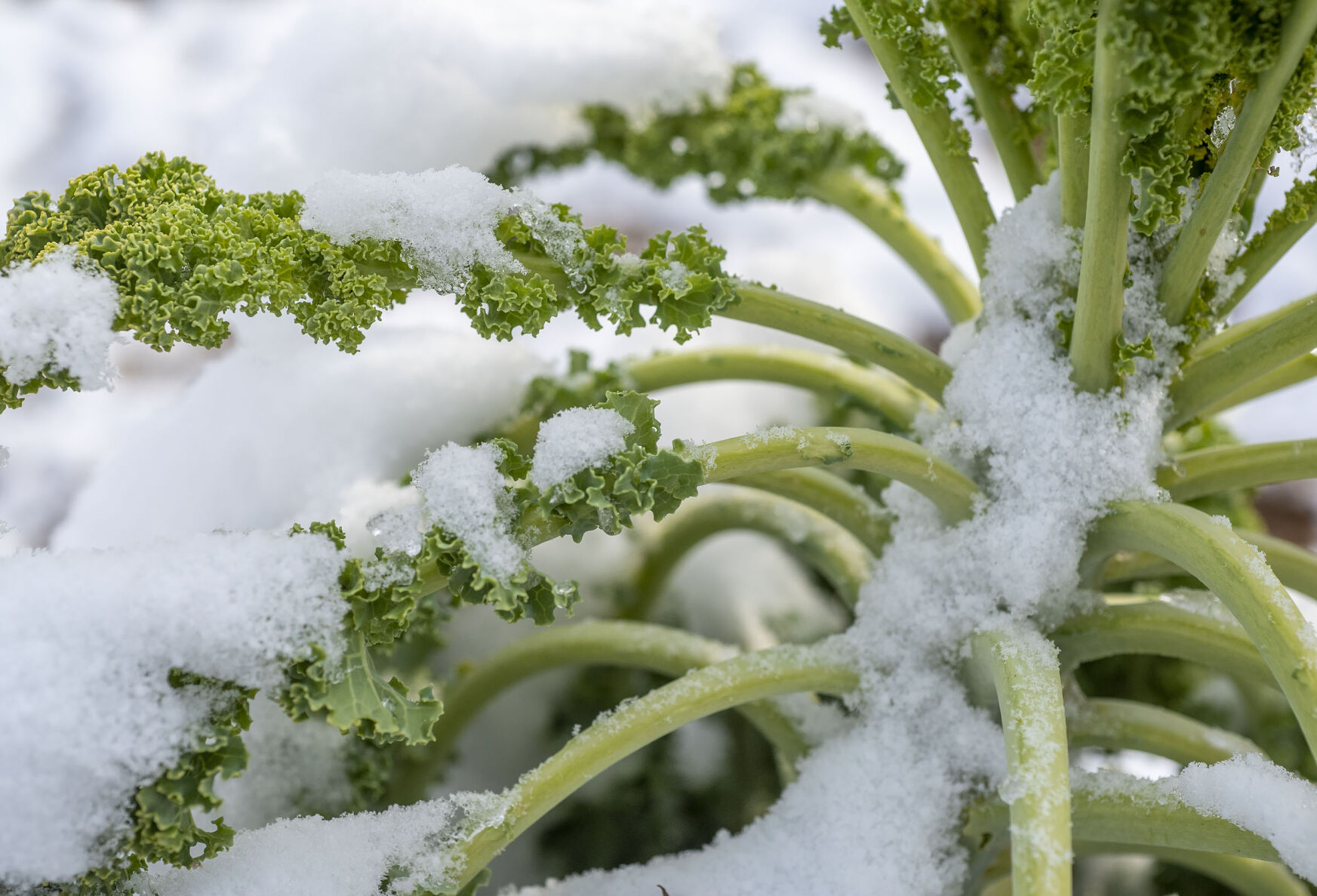 Kale and Flakes | Slider | timesargus.com