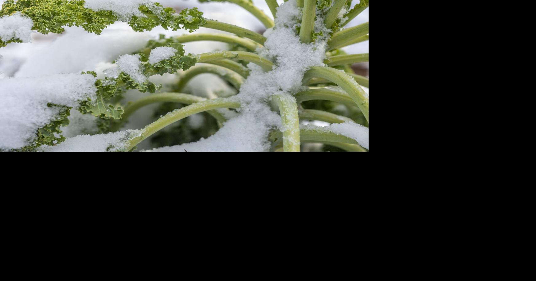Kale and Flakes | Slider | timesargus.com