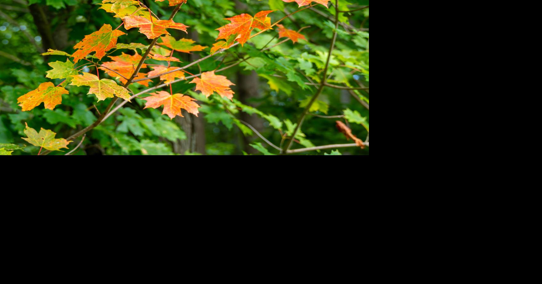 Times Argus Community News for Sept. 10, 2025 | Community | timesargus.com