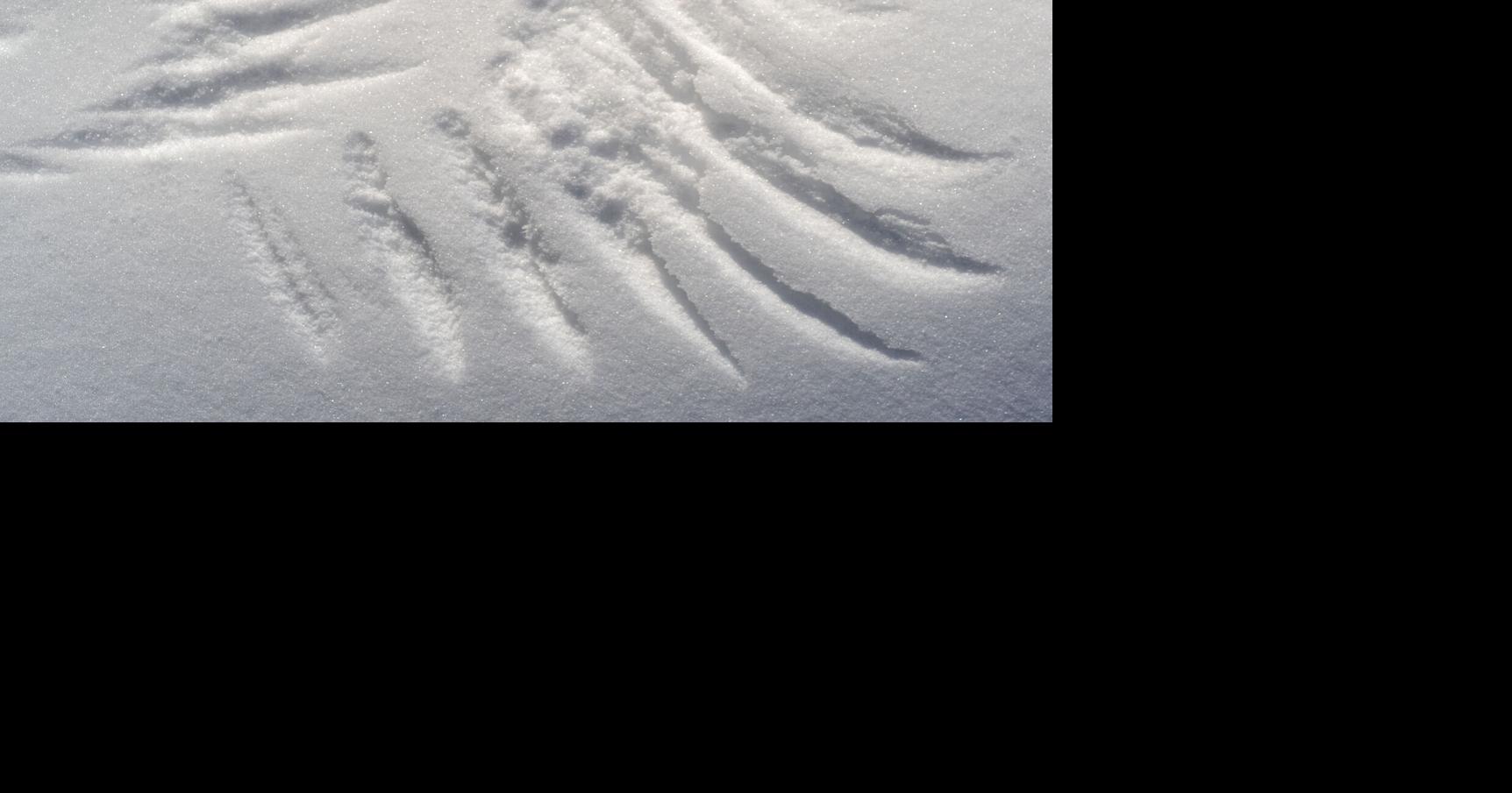 Natural Selection | Slider | timesargus.com