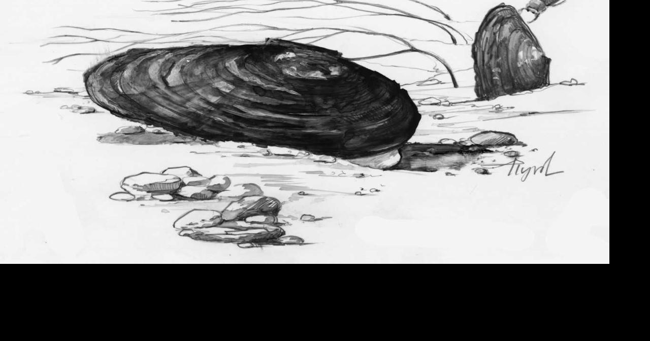 The Outside Story: The brook floater mussel | Weekend Magazine ...
