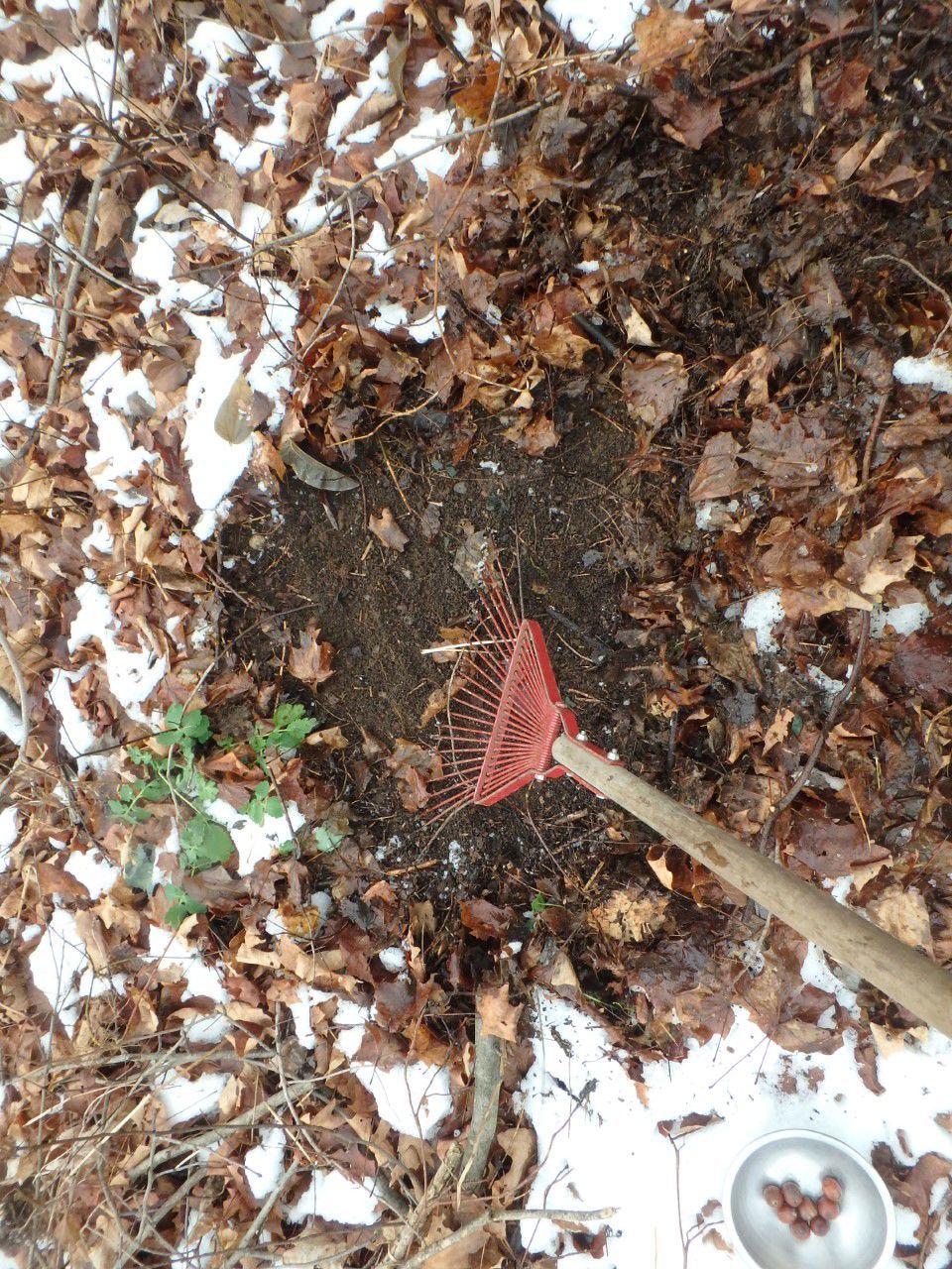 In the Garden: Now is the time to plant acorns | Weekend Magazine ...