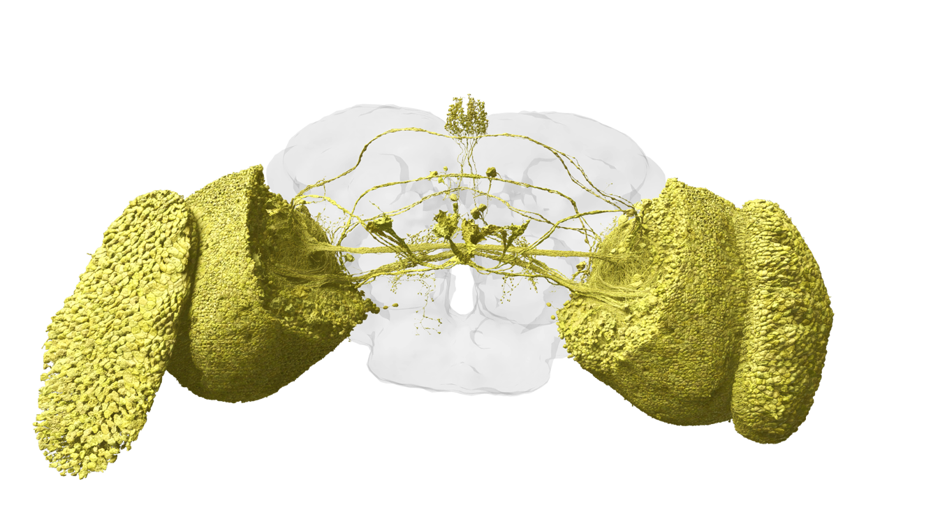 Scientists successfully map fruit fly brain | Local News | timesargus.com Scientists successfully map fruit fly brain | Local News | timesargus.com