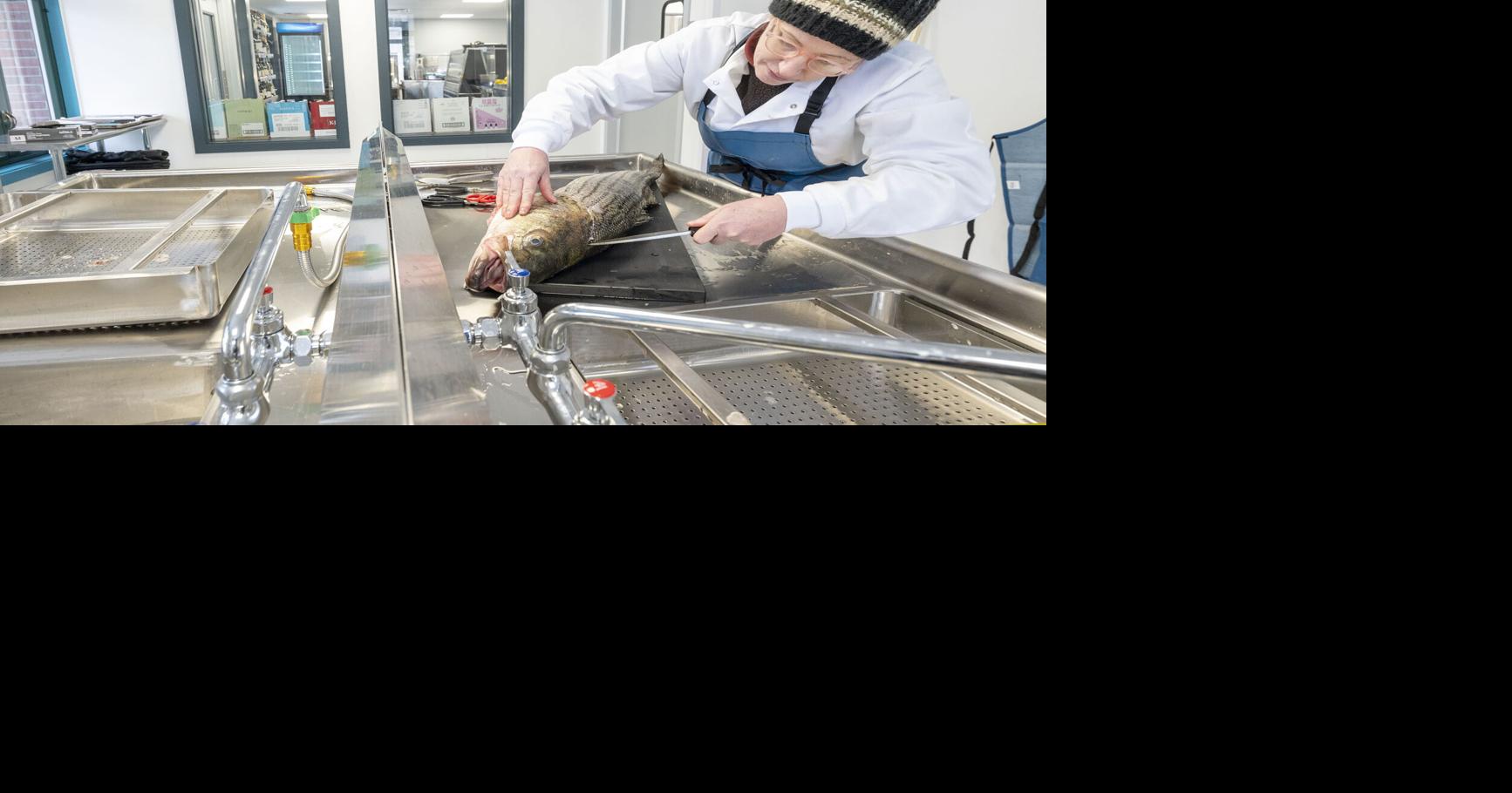 Fresh Fish | Slider | timesargus.com