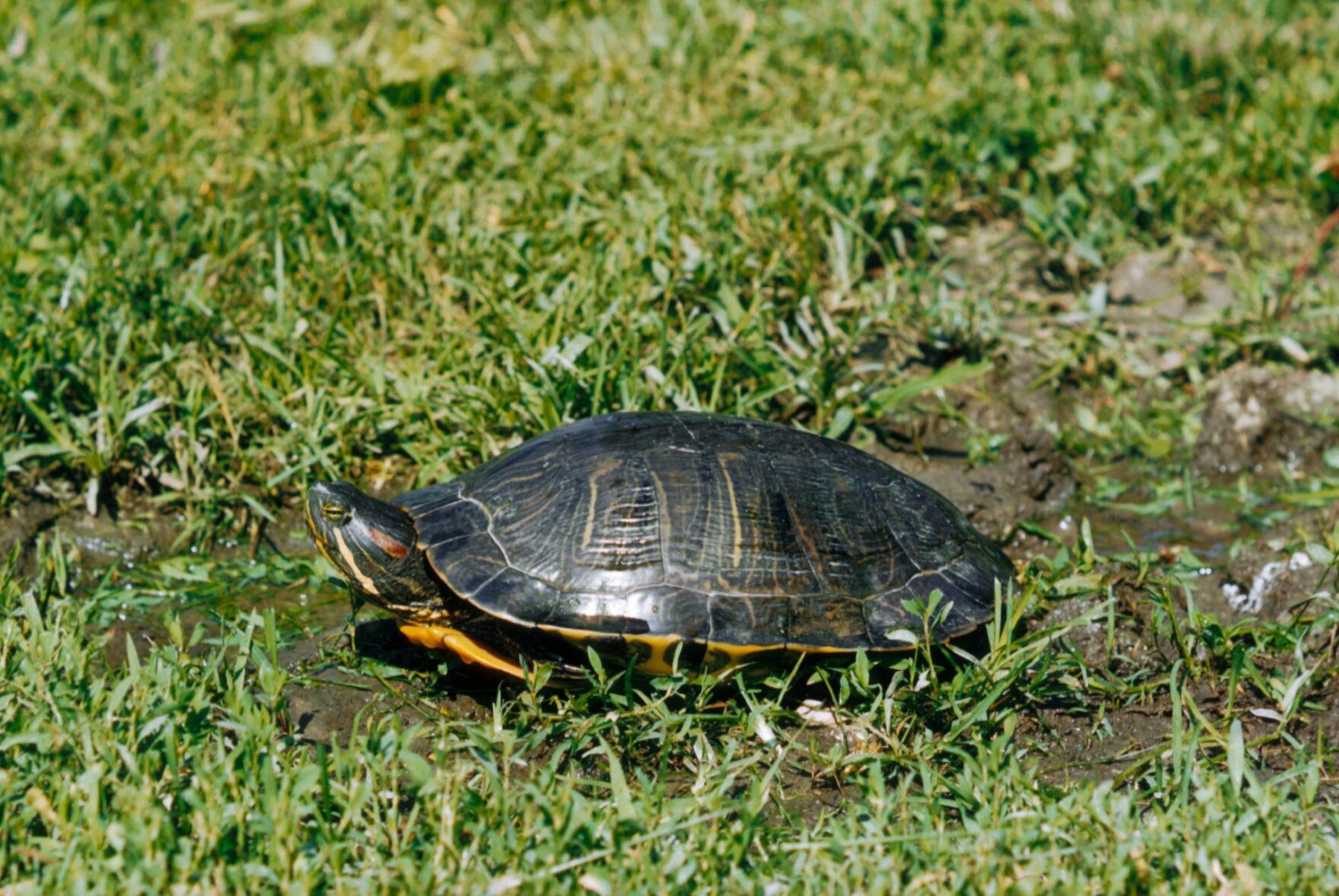 Community | timesargus.com