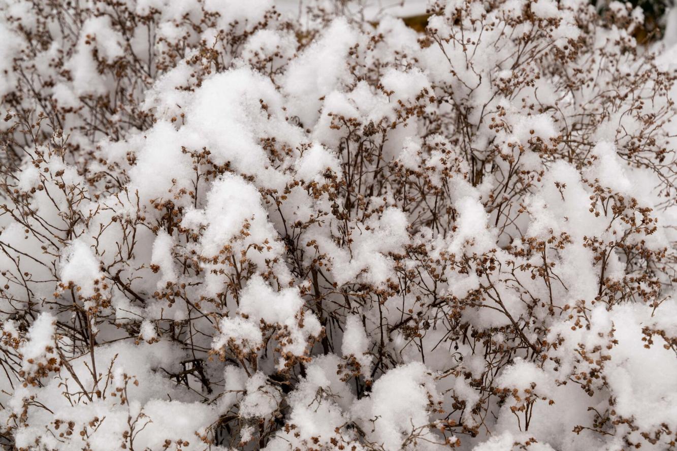 White Out | Slider | timesargus.com