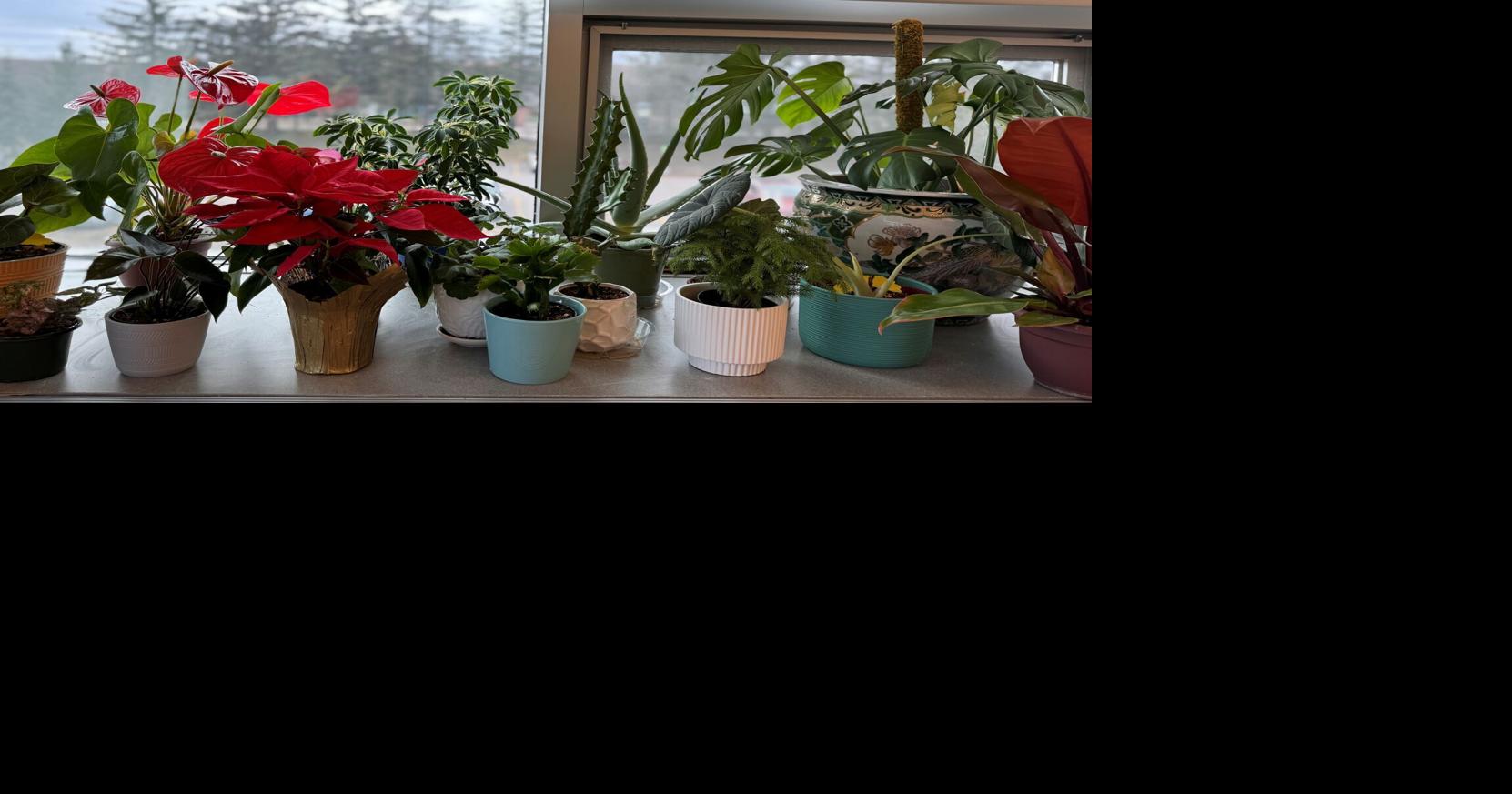 UVM Extension: Considerations when giving holiday plants | Weekend ...
