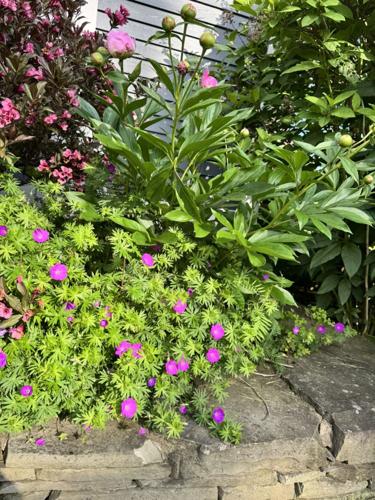 UVM Extension: Groundcovers as living mulch | Weekend Magazine ...