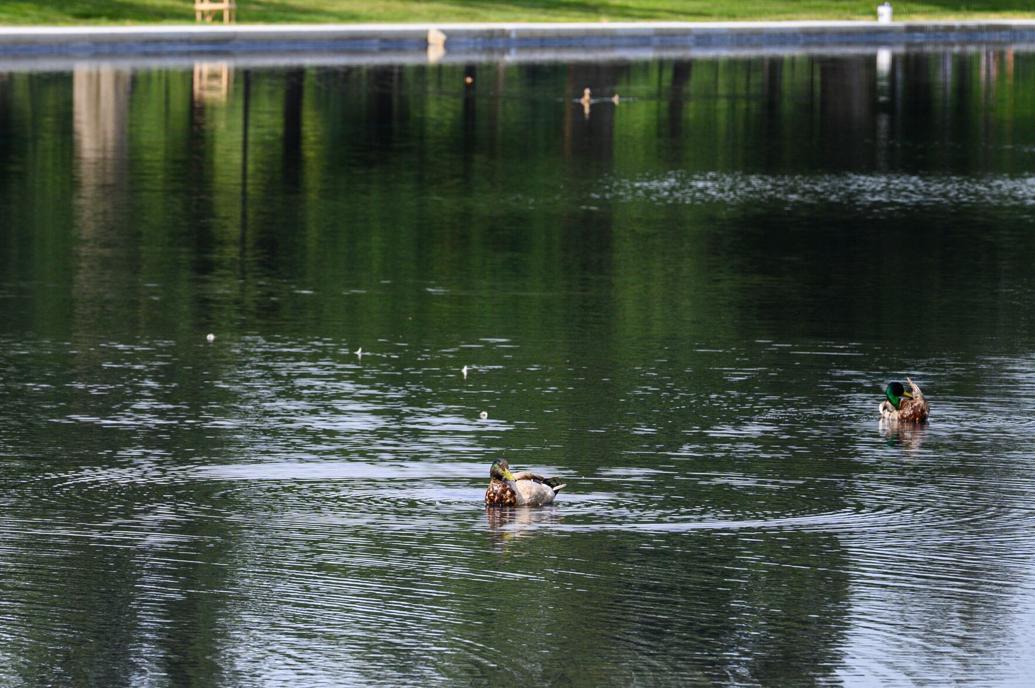 Lincoln Memorial Reflecting Pool | National | timesargus.com