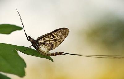 Nights all aflutter: Annual mayfly hatches under way at the big lakes ...