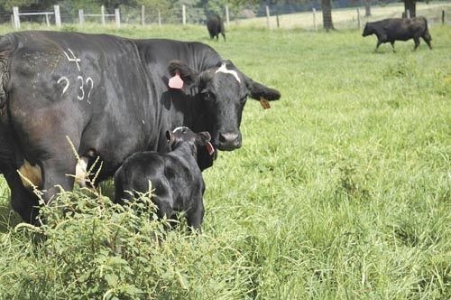 Cattle call: UKREC preparing for Beef Bash | News | timesleader.net