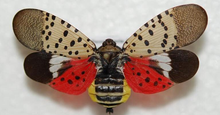 Invasive insect species closer to Kentucky border | News | timesleader.net