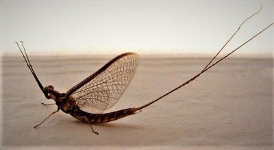 Mayfly hatches a bit of buggy magic, frisky fishing | Sports ...