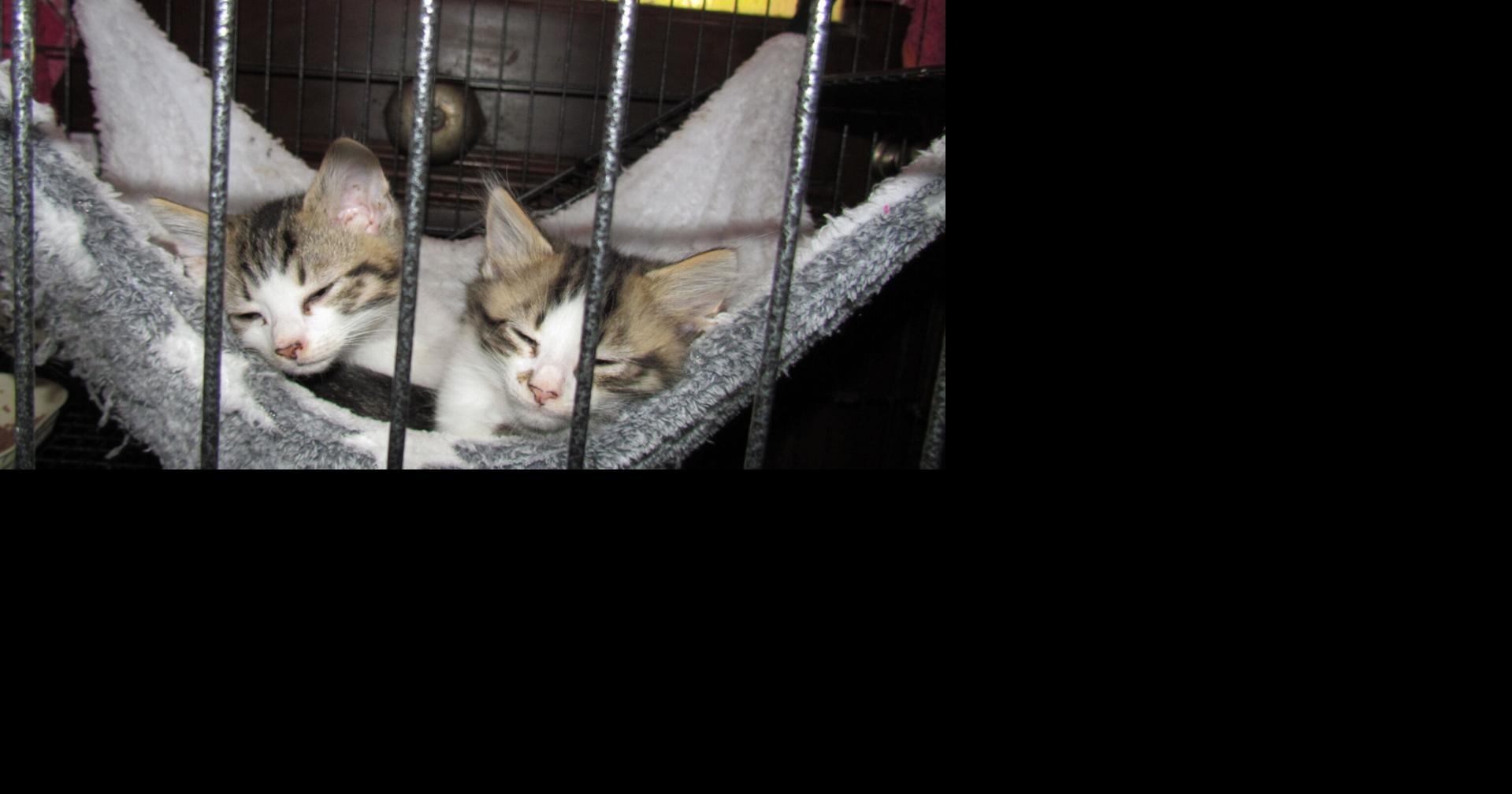 Local animal rescue sees rise in deadly feline viruses | News ...