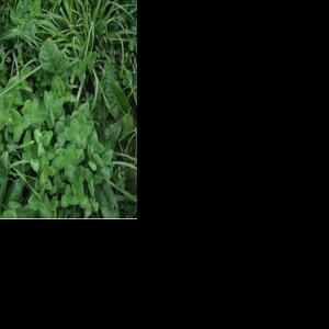 Frost Seeding Clover: A Recipe for Success | | timesleader.net