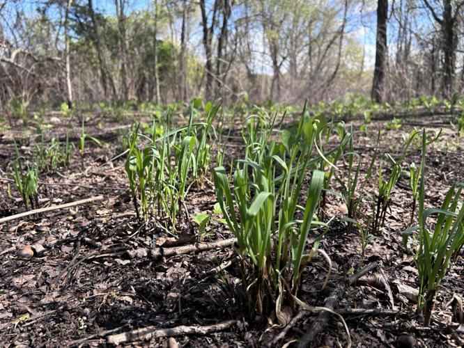 Land Between the Lakes prescribed burns benefit environment and region ...