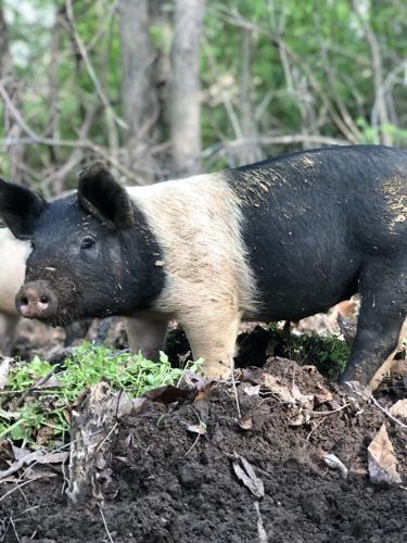 Summer Forage Tour features Nurtured Lands Farm | News | timesleader.net