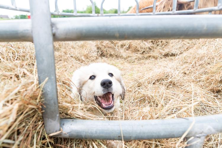 New agri-business fulfills dream of farm owners | News | timesleader.net