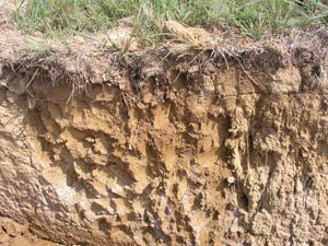 Field Day to showcase groundbreaking fragipan research at local UK ...