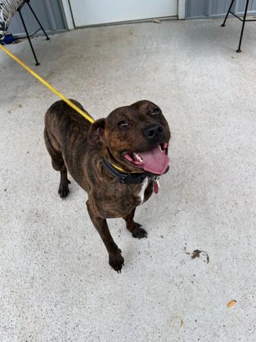 Promotion efforts lead to decrease in dogs at Caldwell animal shelter ...