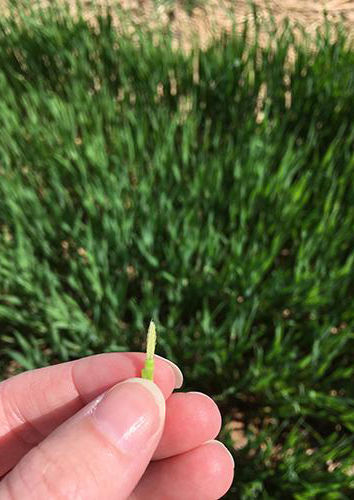 Time for Kentucky wheat growers to check for freeze damage | News ...