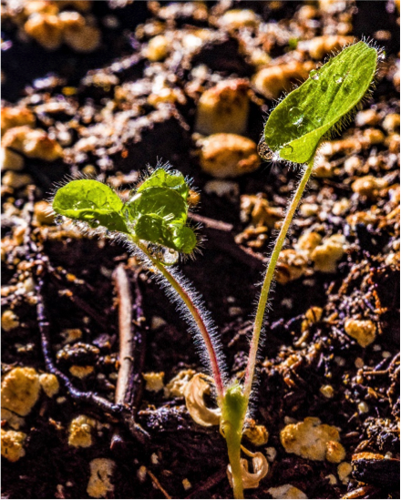 Frost Seeding Clover: A Recipe for Success | | timesleader.net