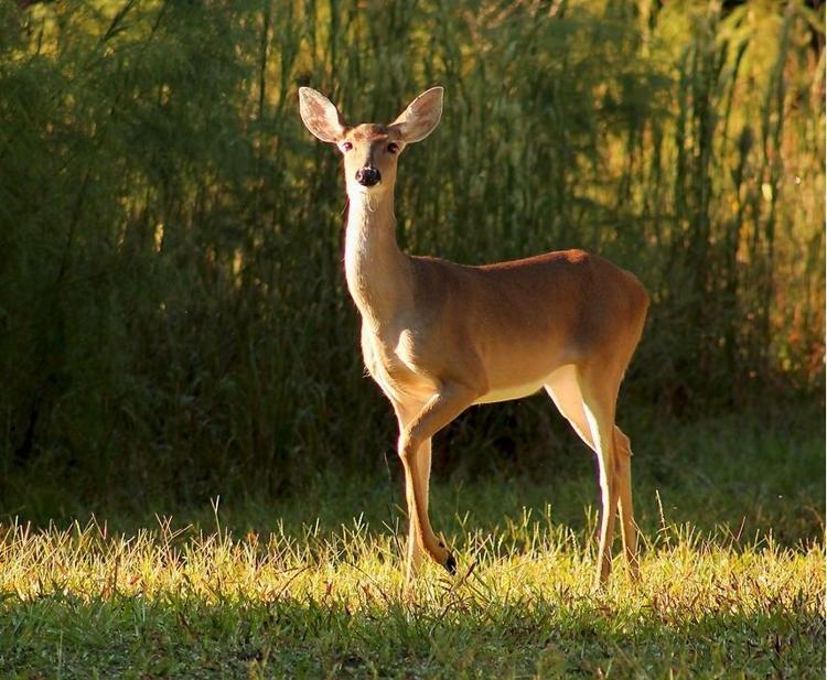 Antlerless deer gun hunt set in chronic wasting disease zones | News ...