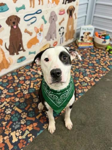 Promotion efforts lead to decrease in dogs at Caldwell animal shelter ...