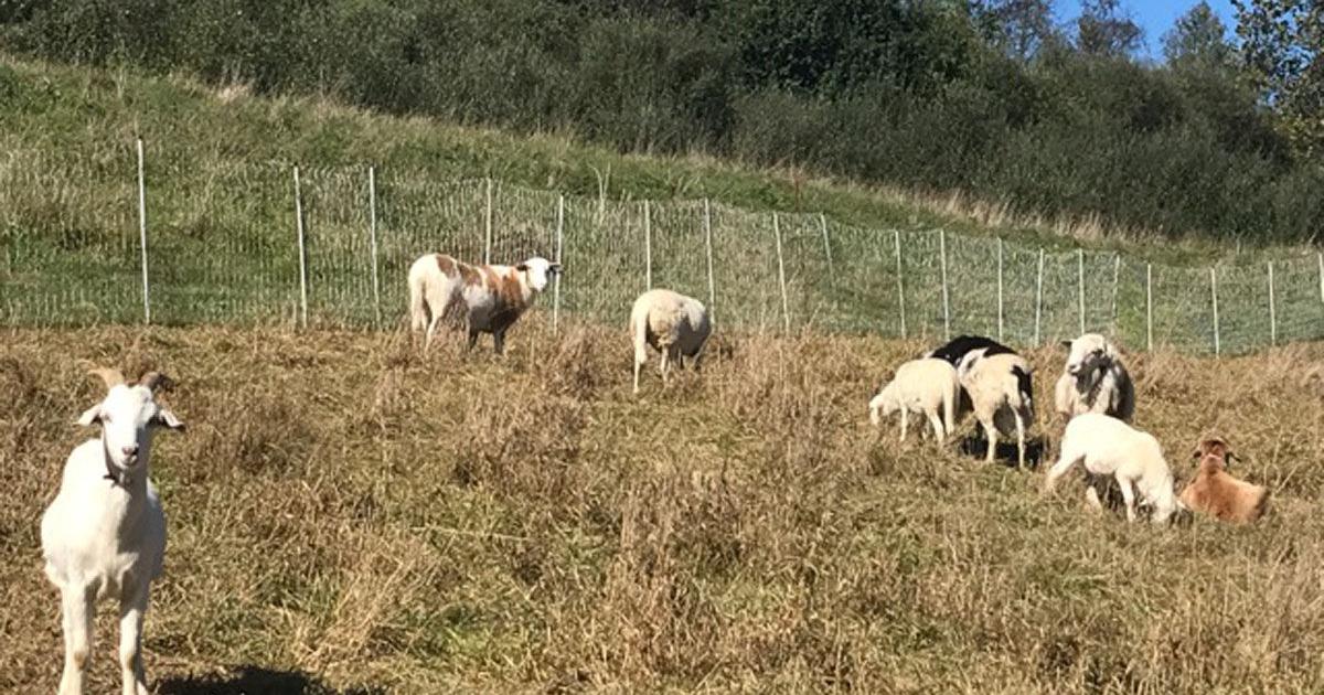 Goats, sheep taking care of grass at NASA site | News | timeswv.com