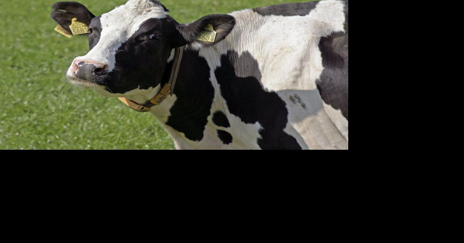 Taylor County seeks dismissal of cattle farm claim | Local News ...
