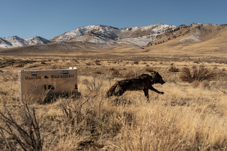 A dozen wolves collared in California as officials seek to track the ...