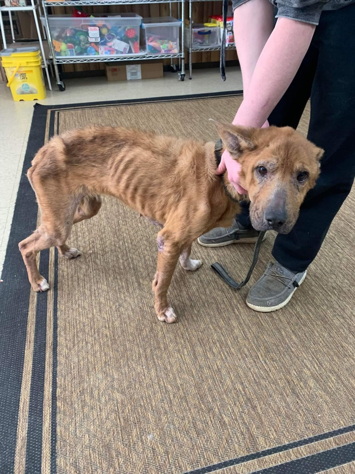 Marion County Humane Society seeks justice for starved, abandoned dog ...