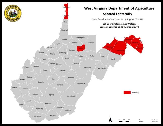 Marion County residents urged to report sightings of invasive pest ...