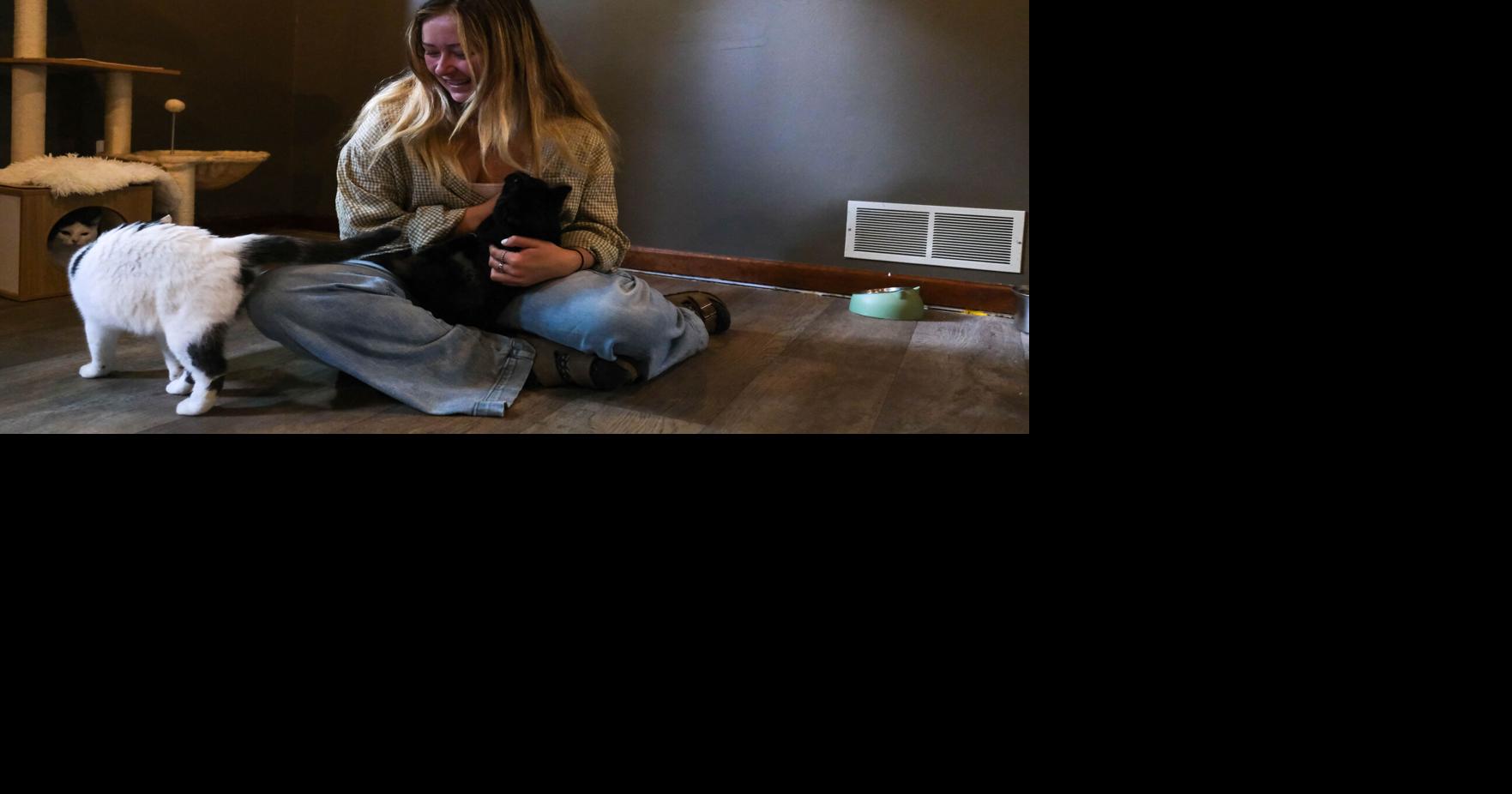 Mugs ‘n Mittens Cat Cafe and Coffee Co. opens on Locust Avenue in ...