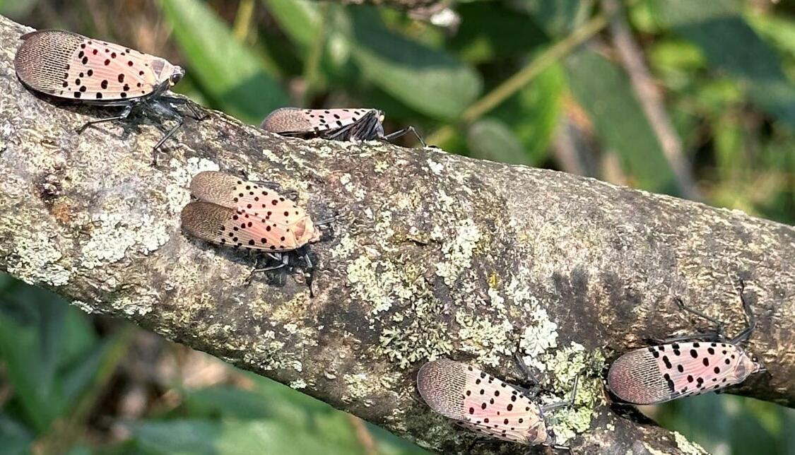 Marion County residents urged to report sightings of invasive pest ...