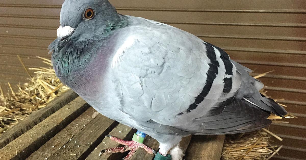 Outdoors Column: The pigeon is a remarkable creature | Sports | timeswv.com