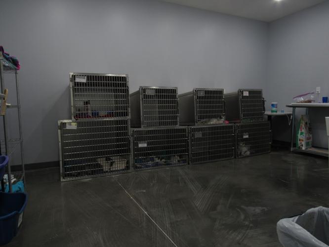 Inside the Marion County Humane Society's state-of-the-art new facility ...