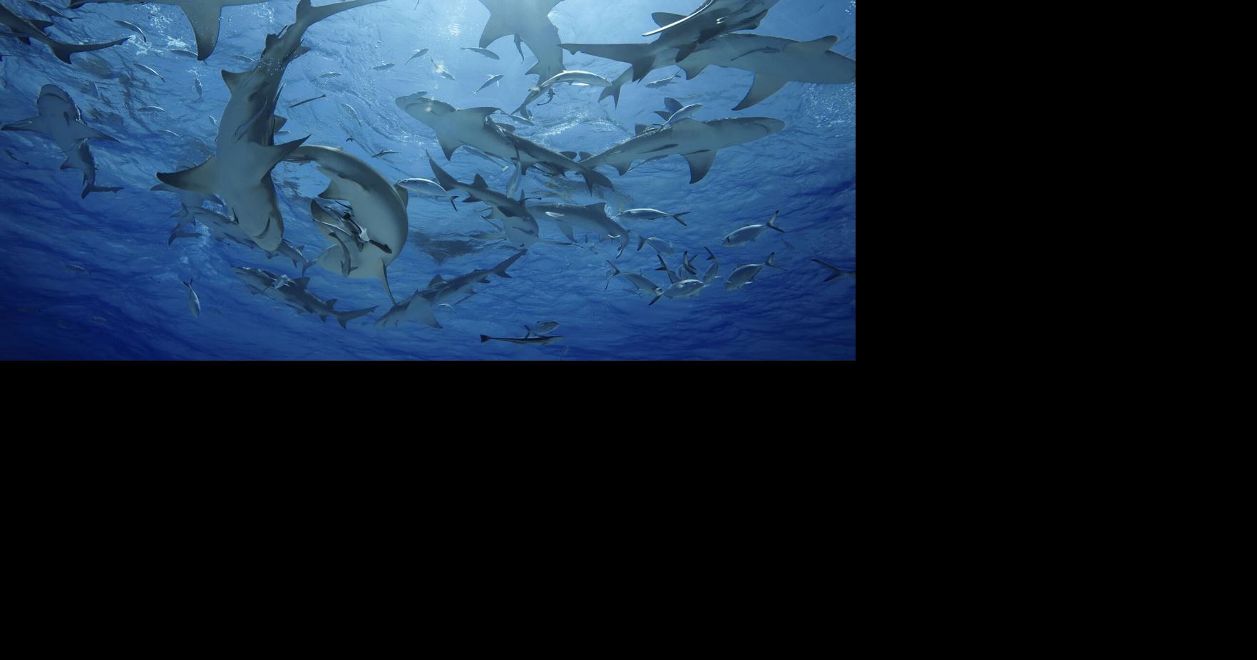 A mystery: Why are sharks suddenly snatching so many fish from anglers ...