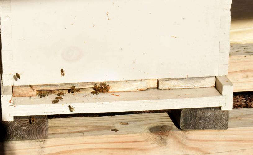 Couple wins W.Va. Beekeeper of the Year award | News | timeswv.com